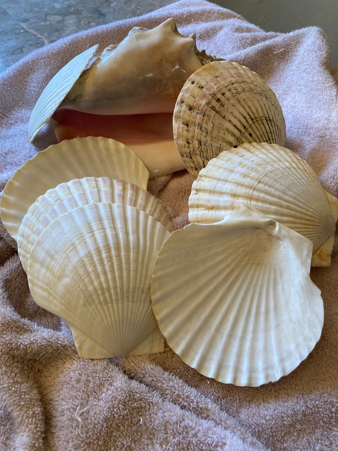 Sea Shell Dishes From the Ocean Set of 7 - Etsy