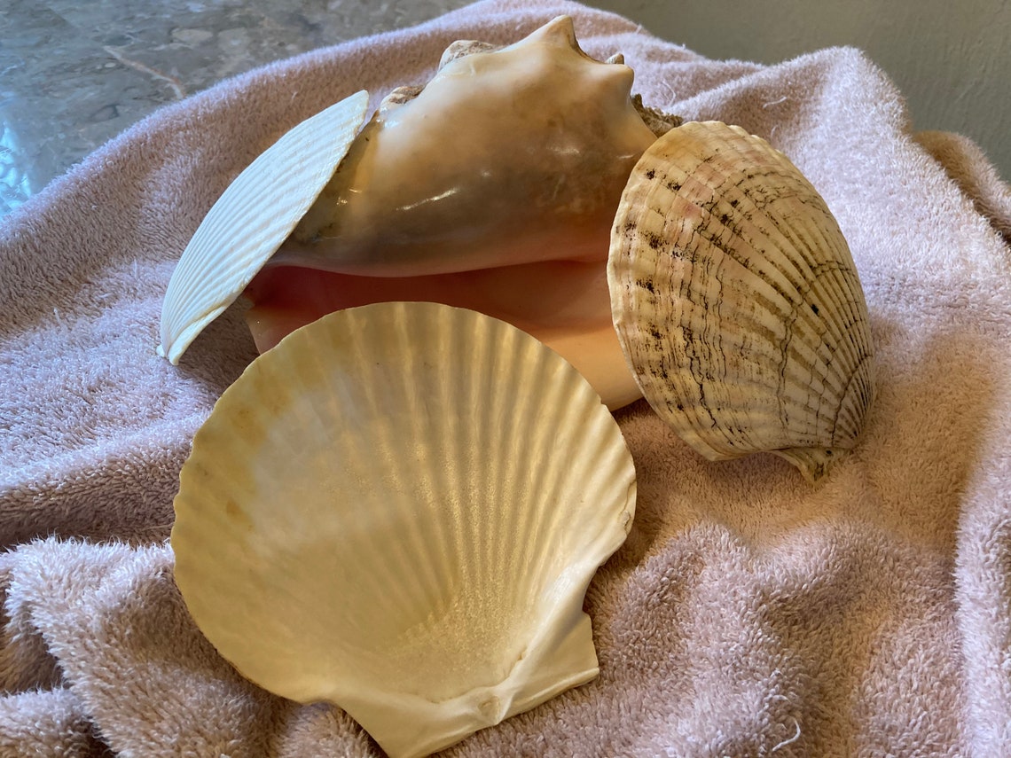 Sea Shell Dishes From the Ocean Set of 7 - Etsy