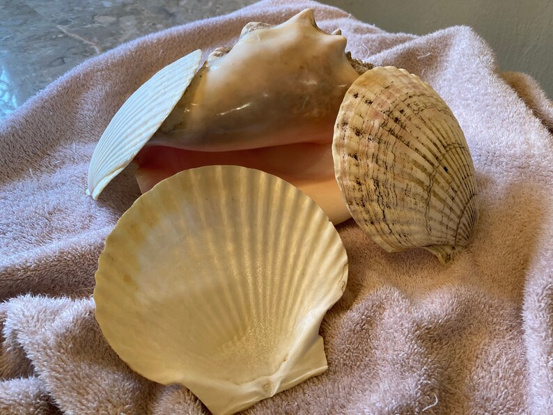 Sea Shell Dishes From the Ocean Set of 7 - Etsy