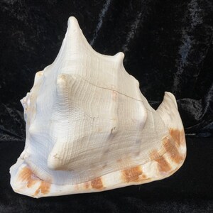 Queen Helmet Conch Shell 9" Tall X 10" Long - Etsy