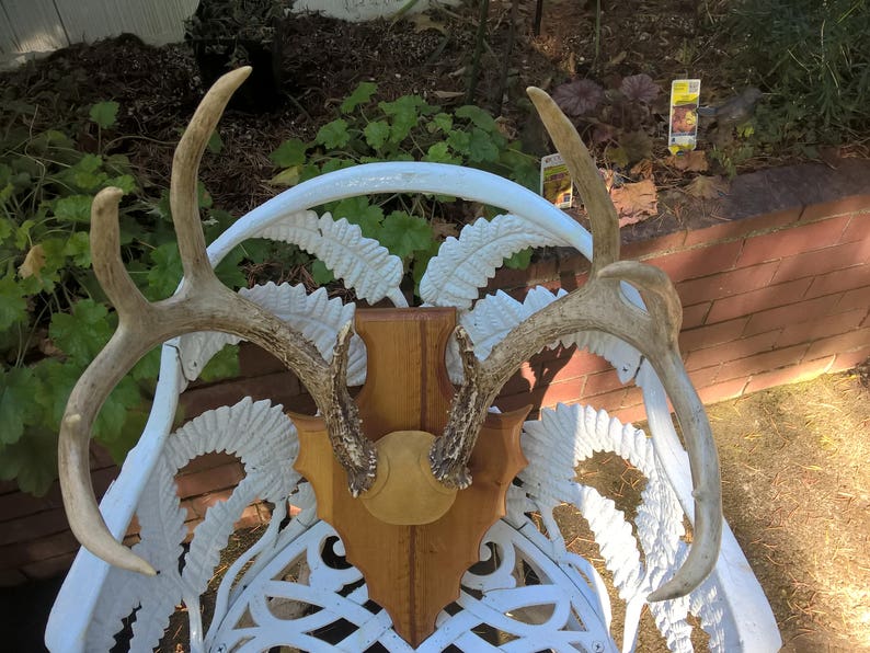 Deer Antler Mount 8 Point | Etsy