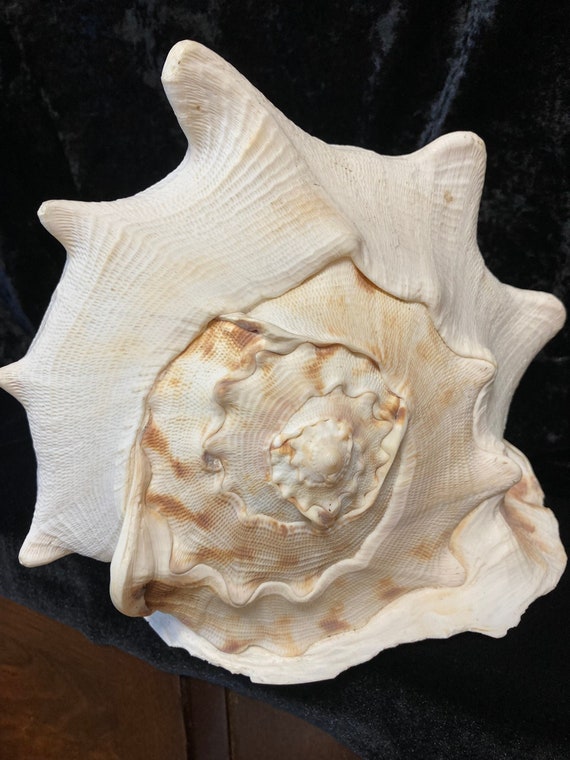 Helmet Conch Cassis Cornuta Yellow Helmet Horned Helmet