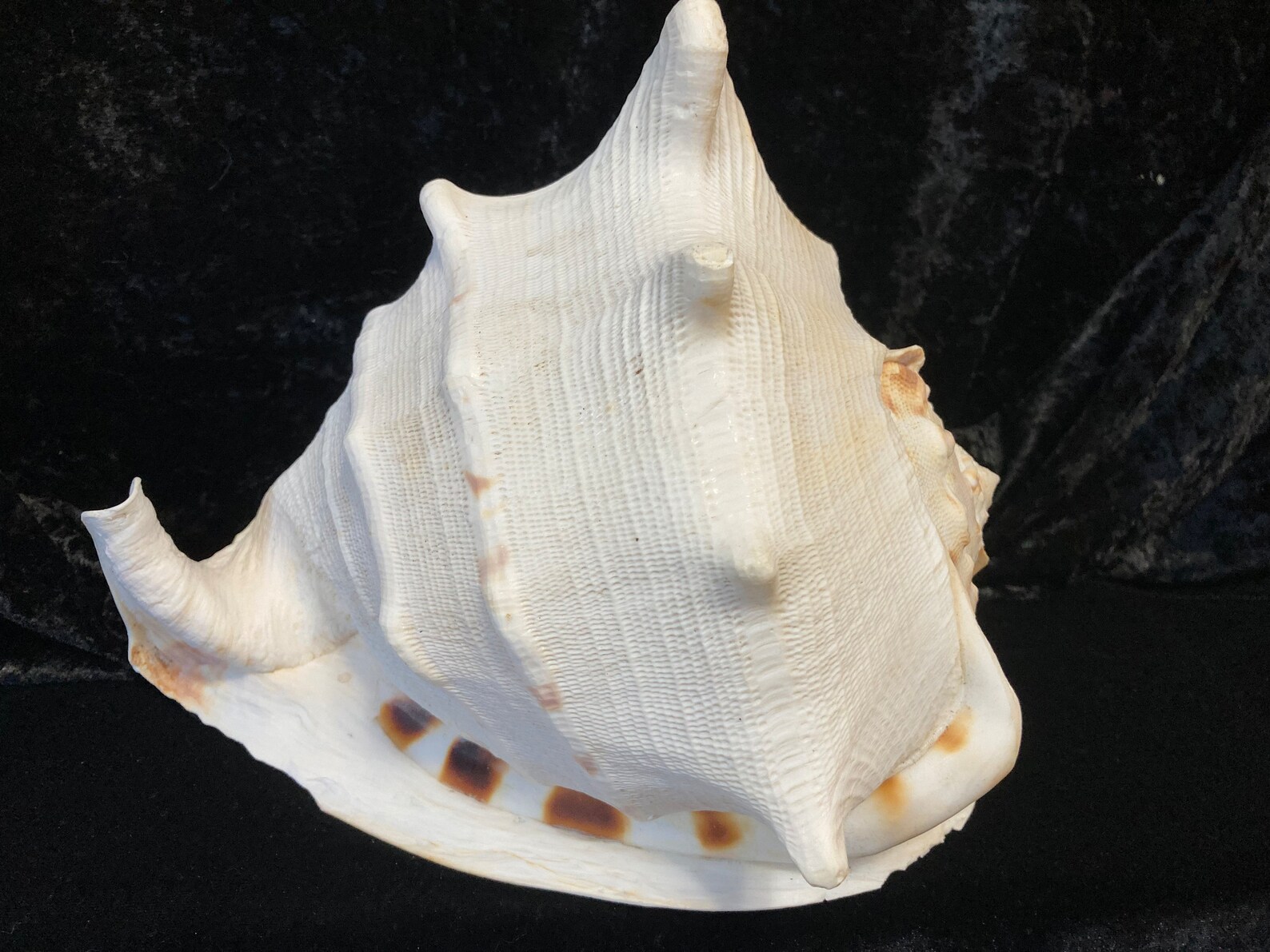 Queen Helmet Conch Shell 9 Tall X 10 Long - Etsy