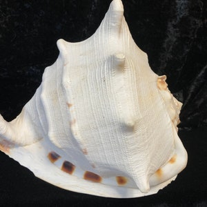Queen Helmet Conch Shell 9" Tall X 10" Long - Etsy