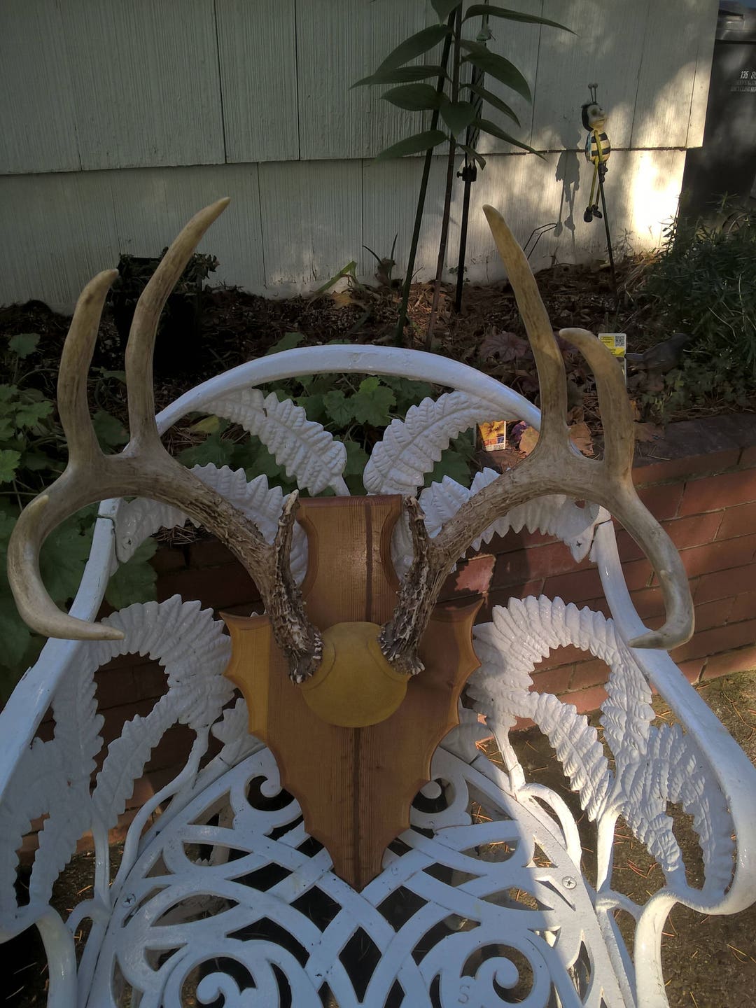 Deer Antler Mount 8 Point - Etsy