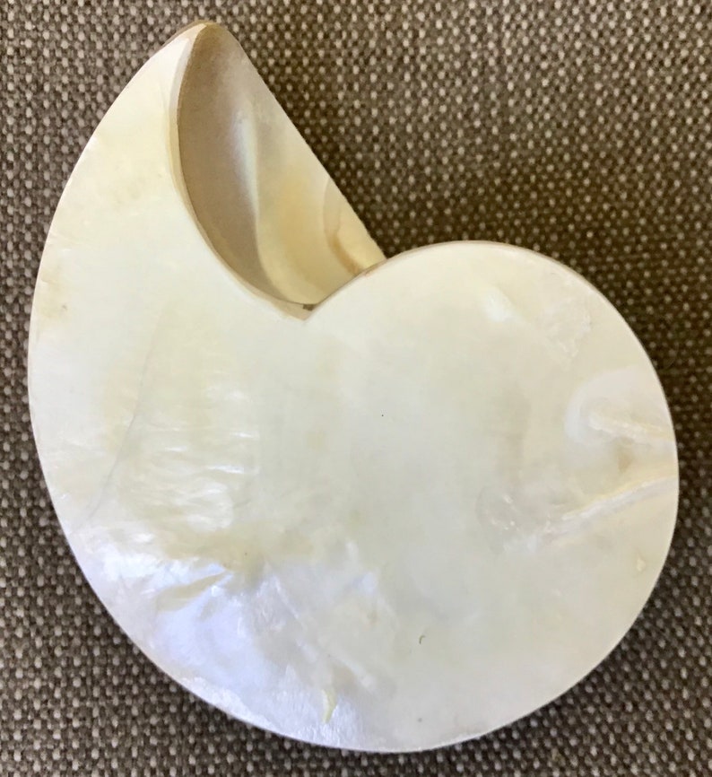 Nautilus Shell Grooved Miniature Cabochons (1 Pair) - Etsy Canada