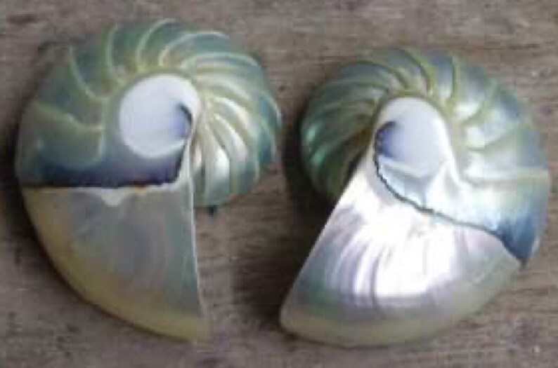 NEW 2-toned Nautilus Shell Small Cabochons Grooved & - Etsy