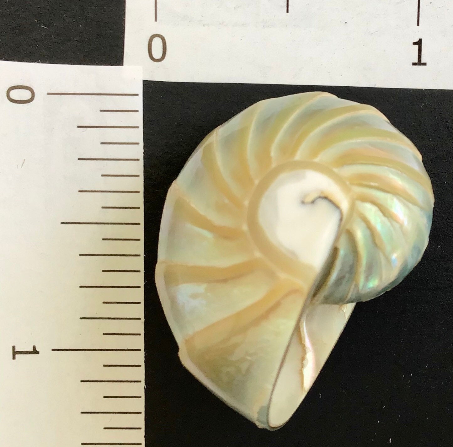 Nautilus Grooved Spherical Cabochons (1 Pair) - Etsy
