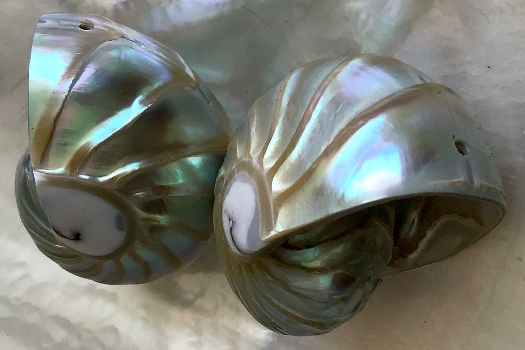 Nautilus Grooved Spherical Cabochons (1 Pair) - Etsy