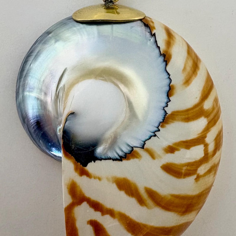 Nautilus Shells Jewelry - Etsy