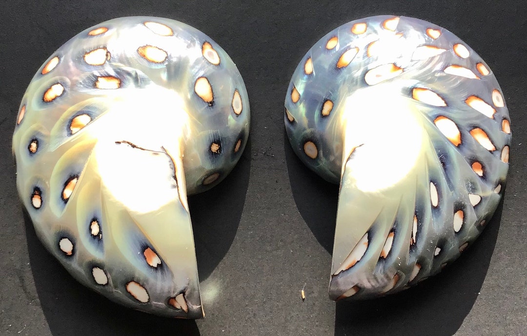 Nautilus Shell Blue Cabochons Large (2 Pcs.) - Etsy