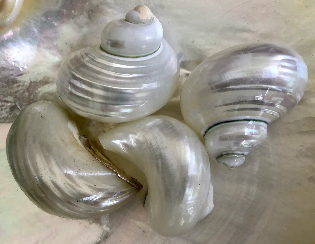 Silvermouth Turbo Shells (4 Pcs.) - Etsy