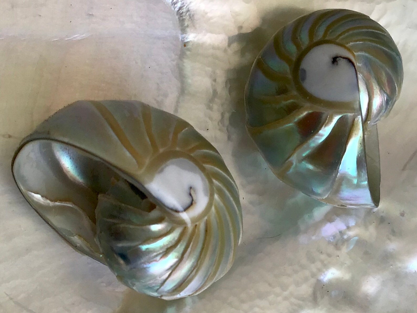 Nautilus Grooved Spherical Cabochons (1 Pair) - Etsy