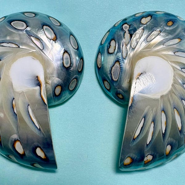 Nautilus Shells Jewelry - Etsy