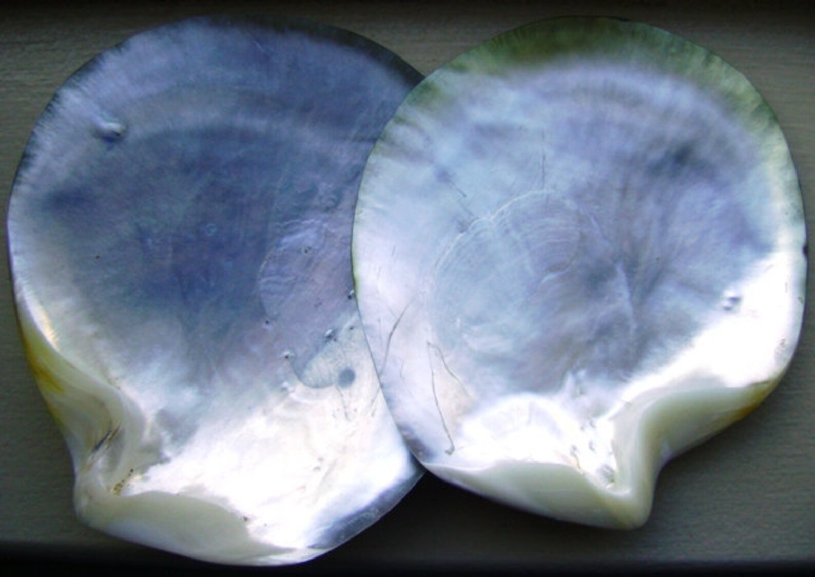 Black Lip Mother-of-pearl Shells 3 Pcs. | Etsy