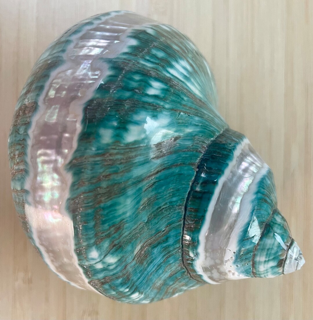 Green Jade Turbo Shell Banded (3.5 - 4 Inches) - Etsy