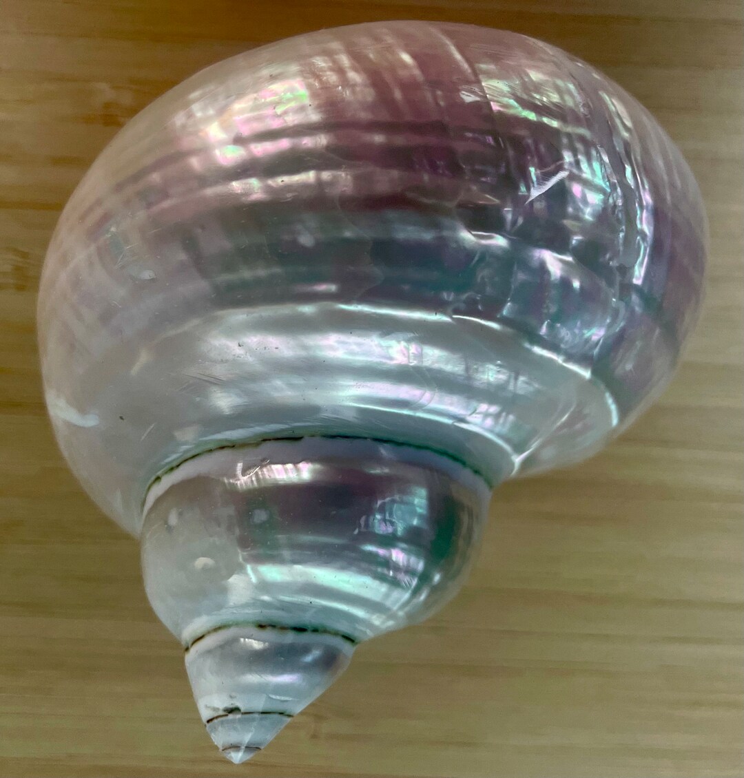 Green Jade Turbo Shell Pearlized 3.5 4 Inches - Etsy