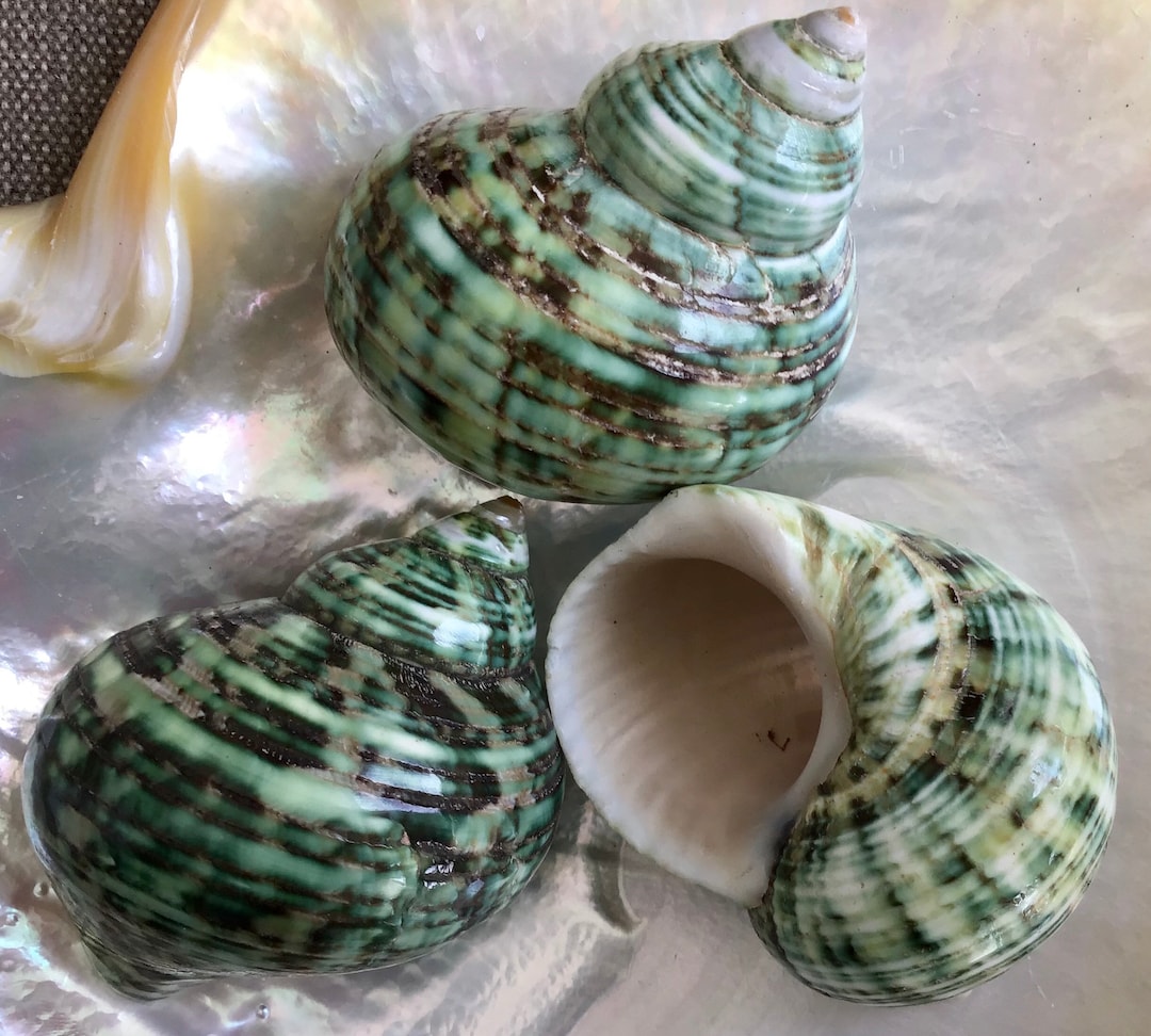Green Jade Turbo Shells (3 Pcs.) - Etsy