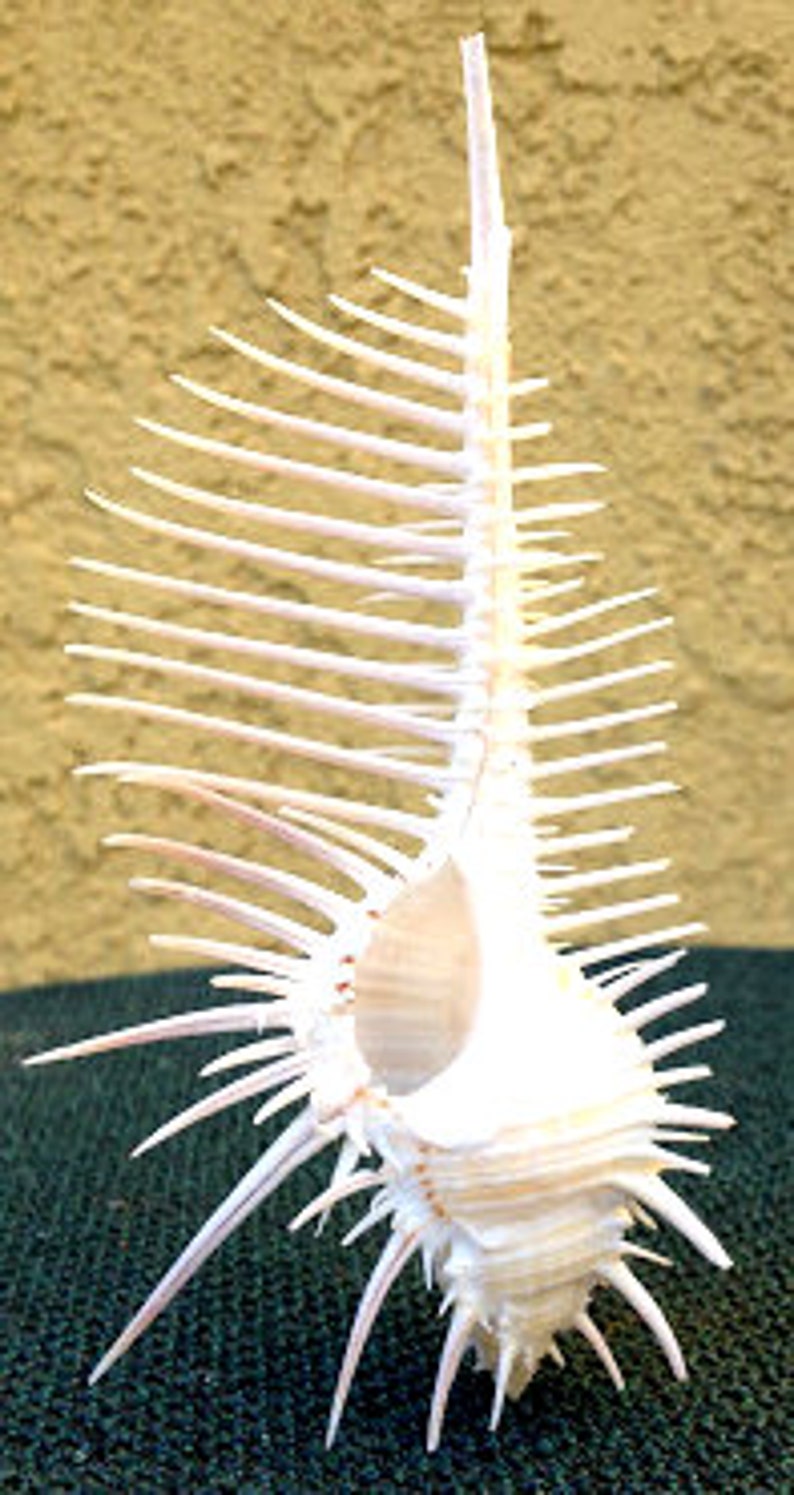 Venus Comb Shell Large | Etsy