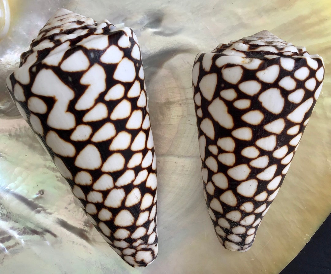 Marbled Cone Shells (2 Pcs.) - Etsy