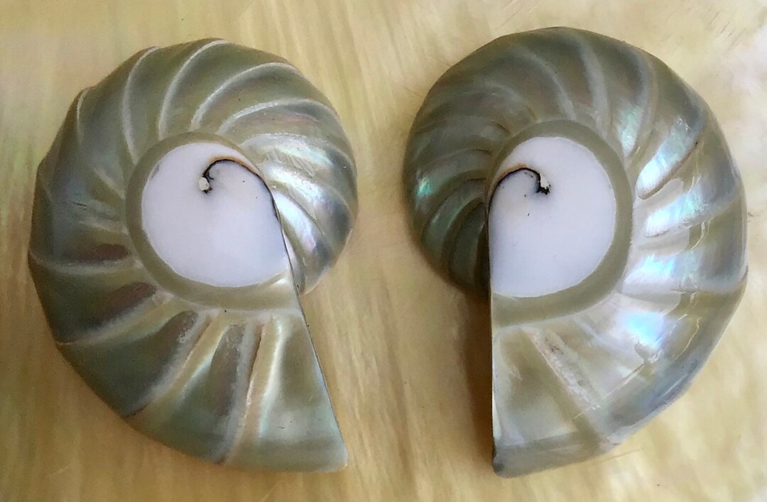 Nautilus Shell Grooved Miniature Cabochons (1 Pair) - Etsy