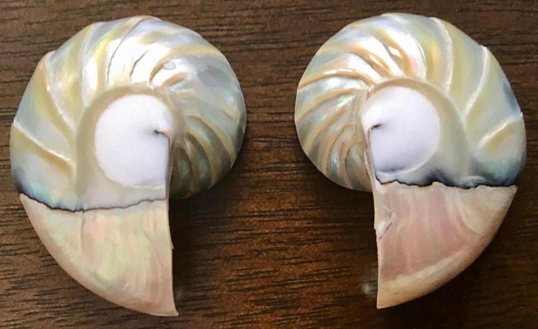 NEW 2-toned Nautilus Shell Small Cabochons Grooved & - Etsy
