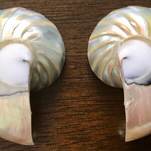 NEW 2-toned Nautilus Shell Small Cabochons Grooved & - Etsy