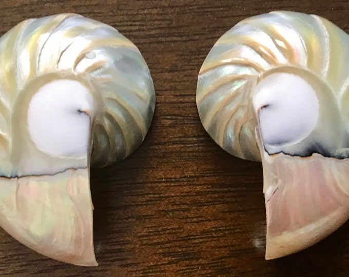 NEW 2-toned Nautilus Shell Small Cabochons Grooved & - Etsy
