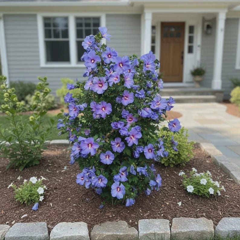50 Blue Hibiscus Seeds – Rare Purple Flower Seeds for Garden Shrubs - Etsy