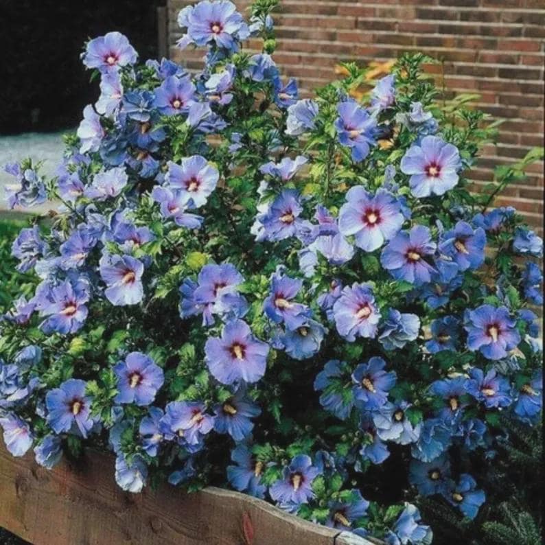 50 Blue Hibiscus Seeds – Rare Purple Flower Seeds for Garden Shrubs - Etsy
