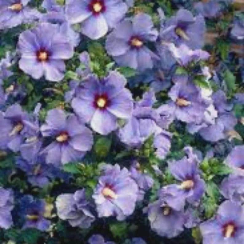 50 Blue Hibiscus Seeds – Rare Purple Flower Seeds for Garden Shrubs - Etsy