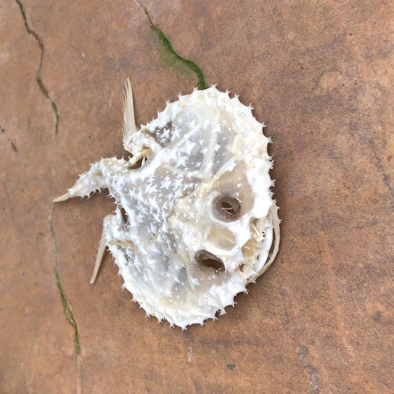 Spicy Eggplant Fish Skeleton Specimen, Bat Fish Sea Creature Art ...