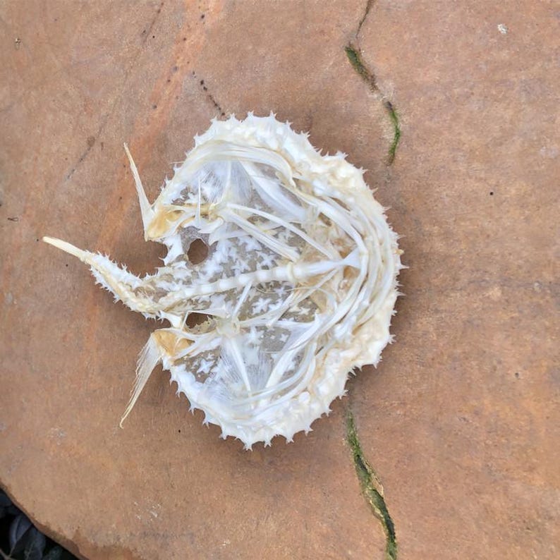 Spicy Eggplant Fish Skeleton Specimen, Bat Fish Sea Creature Art ...