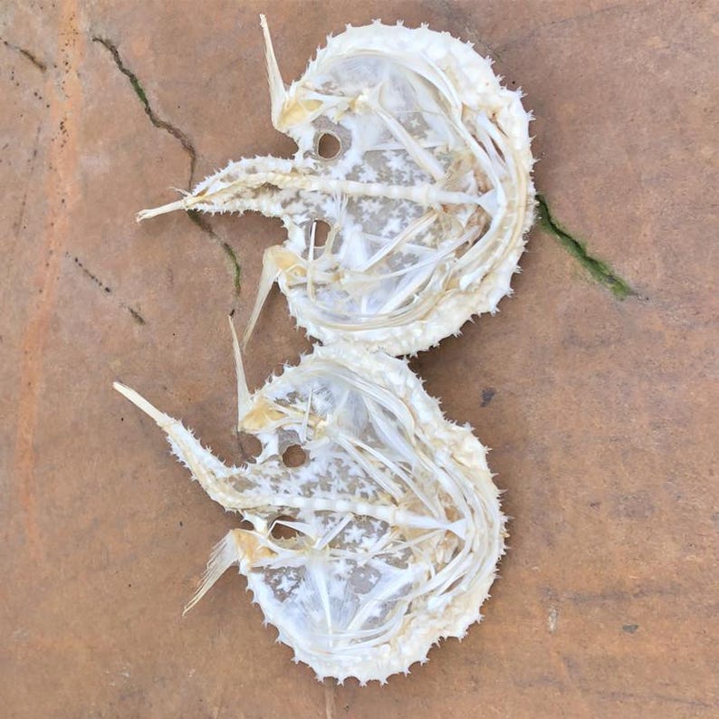 Spicy Eggplant Fish Skeleton Specimen, Bat Fish Sea Creature Art ...