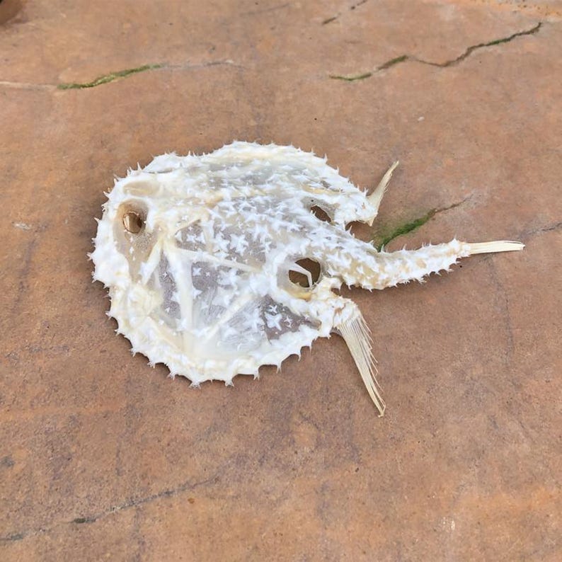 Spicy Eggplant Fish Skeleton Specimen, Bat Fish Sea Creature Art ...
