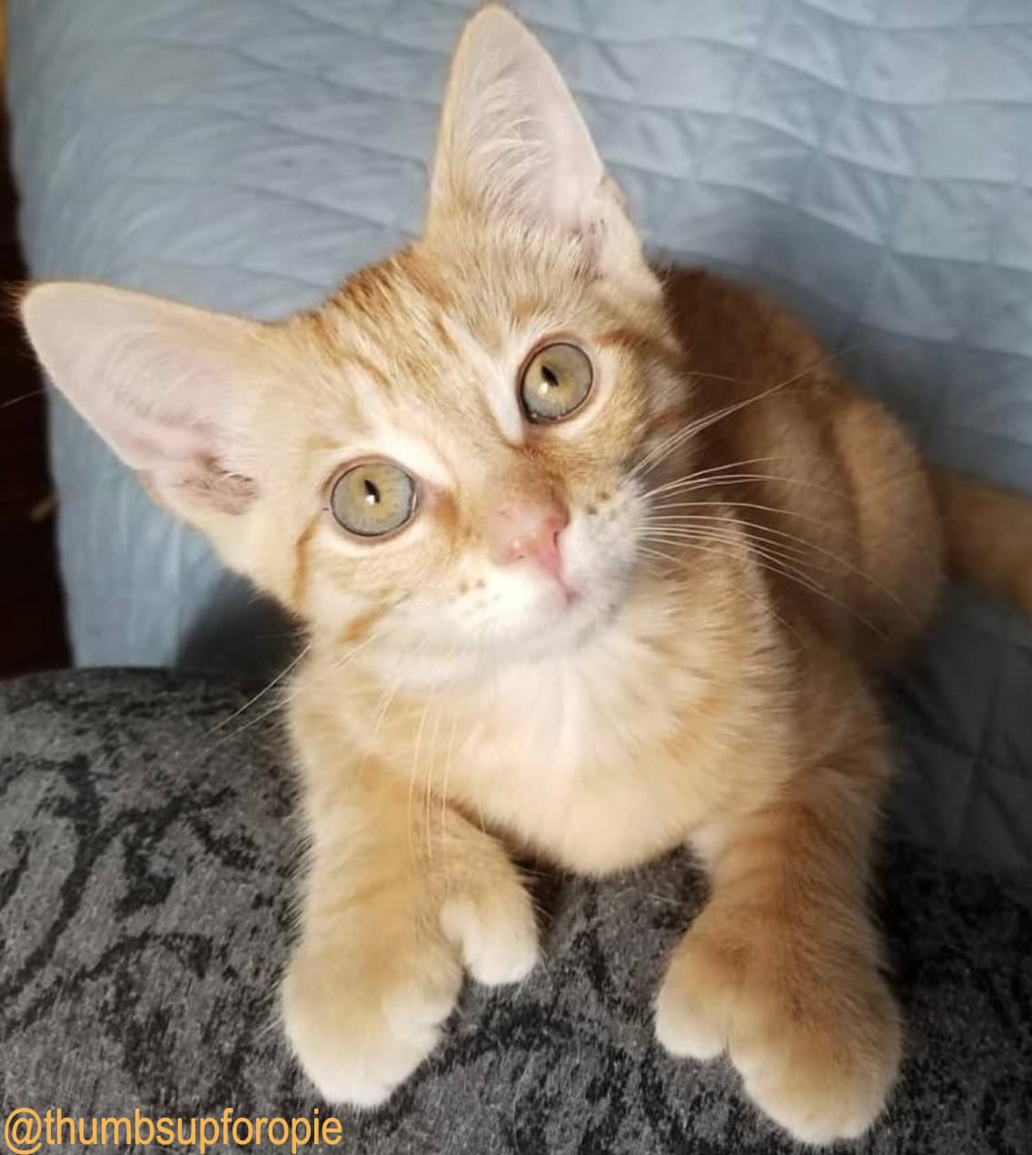 Orange Polydactyl Cat
