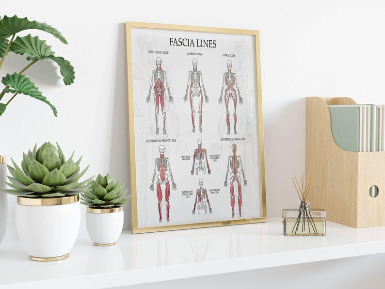 Fascia Lines Anatomy Poster Printable, Muscle Chain Educational Wall ...