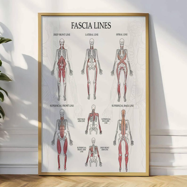 Fascia Lines Anatomy Poster Printable, Muscle Chain Educational Wall ...