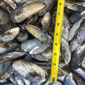 10 Shells,mussel Shells, California Mussel Shells, Pacific Ocean Mussel ...