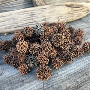 20 Witches Burrs, Sweet Gum Seed Pods, Nature Crafting - Etsy