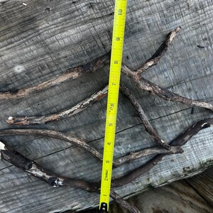 Four Madrone Wood Branches, Curved Sticks, Curved Art Wood, Curved ...