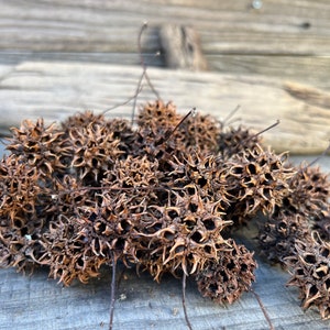 20 Witches Burrs, Sweet Gum Seed Pods, Nature Crafting - Etsy