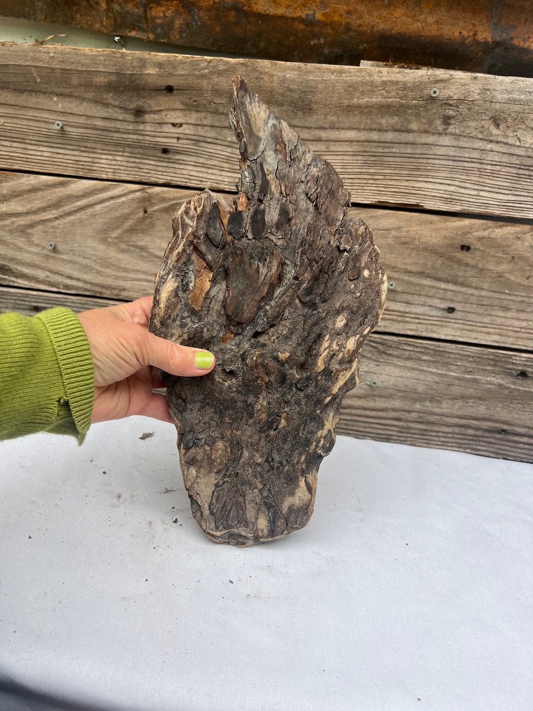 Driftwood Bark, 14”x7” , Fresh Water Bark, Art Driftwood, Terrarium ...