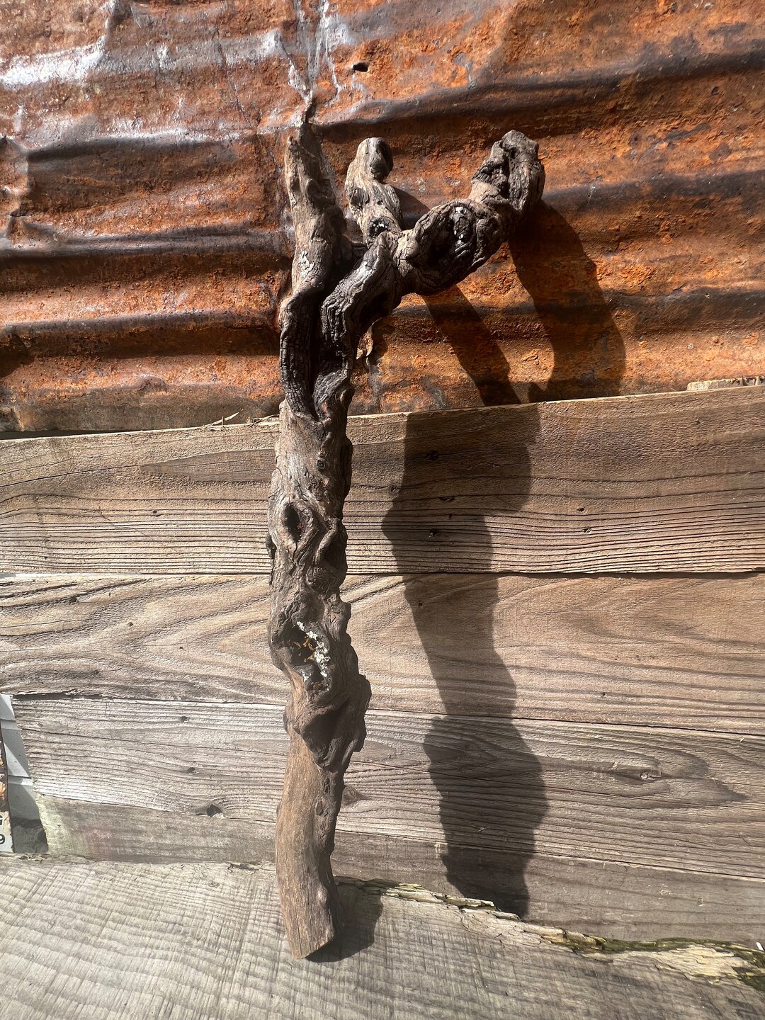 Reaching Eyes .madrone Wood, 24 Inches Art Wood, Forked Madrone Branch ...