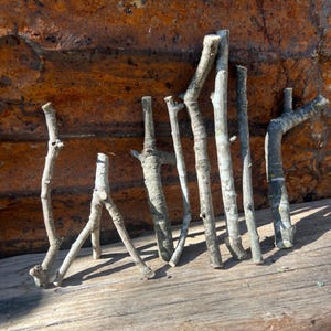 Oak, Forked and Straight Coast Live Oak Sticks , Sacred Wood Sticks ...