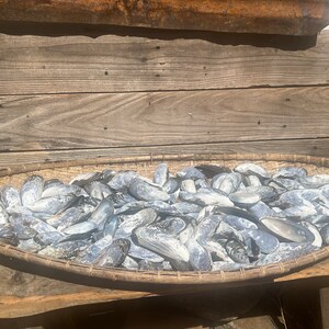 10 Shells,mussel Shells, California Mussel Shells, Pacific Ocean Mussel ...