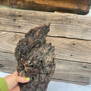 Driftwood Bark, 14x7 , Fresh Water Bark, Art Driftwood, Terrarium Wood ...