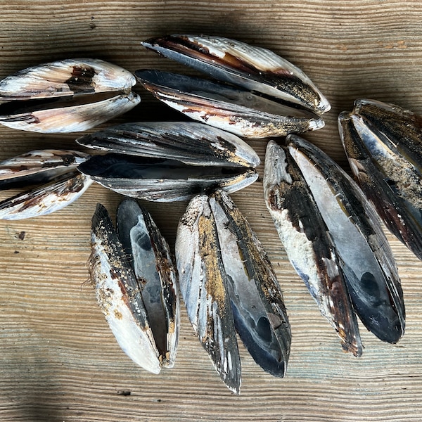 Mussel Shells - Etsy