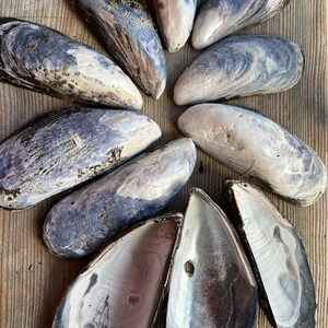 Large Mussel Sea Shells, California Mussel Shell Specimen, Pacific ...