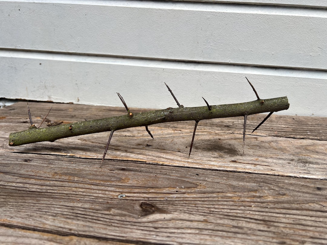 Wild Cherry Plum Thorns, Thorn Branch, Thorns on the Branch, Tree ...